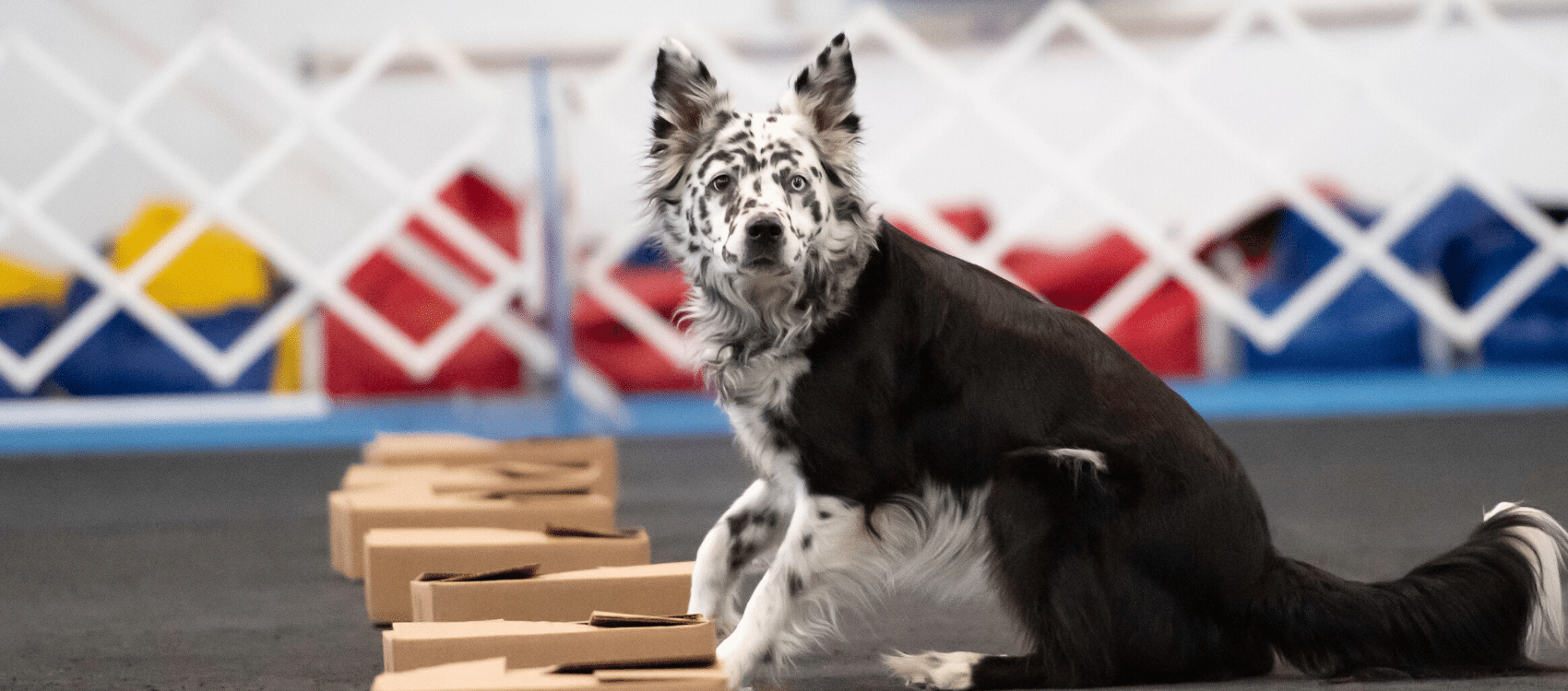 Capital Kennel Club of Juneau - Nosework Practice Oct-Nov 2025